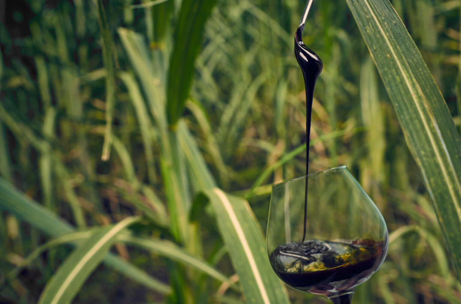 El ron es la caña...de azúcar, el destilado más dulce