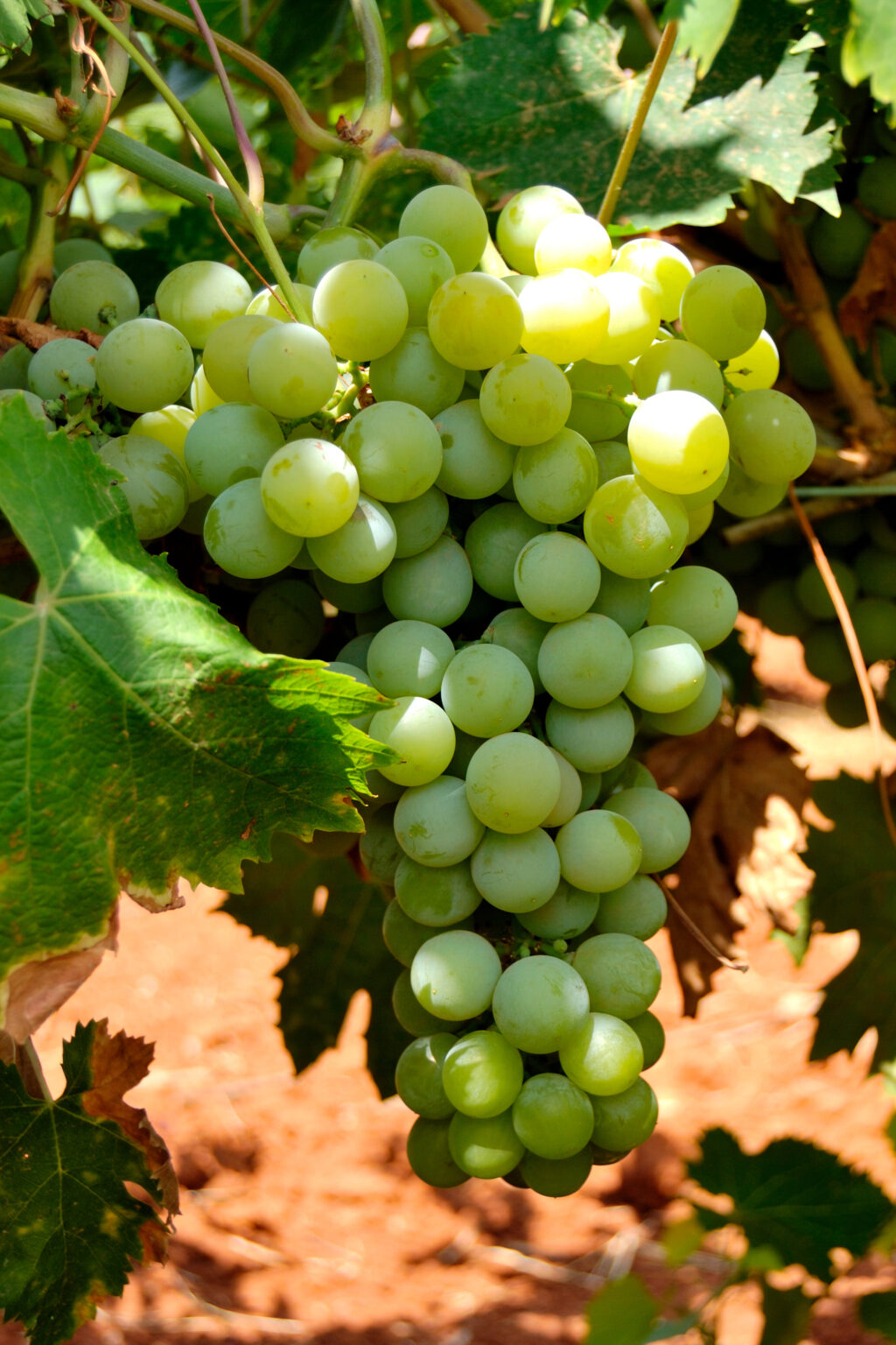 Moscatel: todo lo que necesitas saber de esta uva- Vignerons