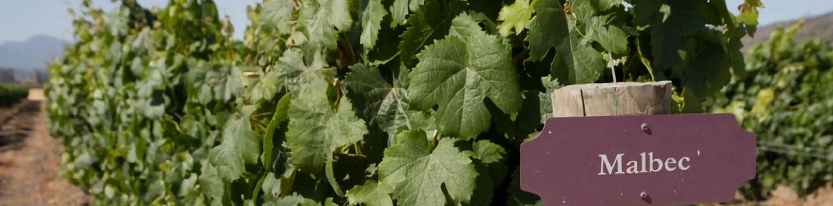 Día Mundial de la Malbec | BODEBOCA