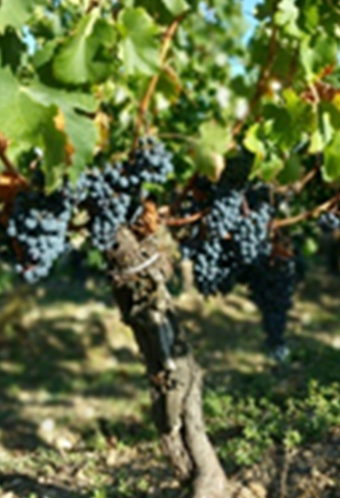 La bodega | Bodeboca